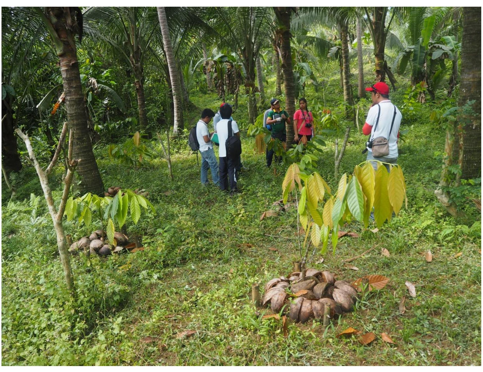 Figure 7 - Coconut-based Systems in the Philippines: