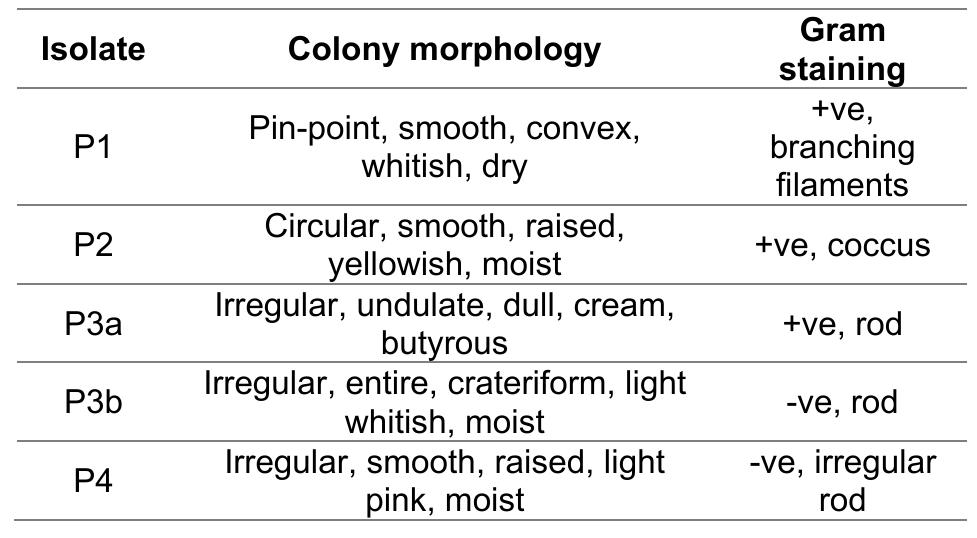 Colony morphology of isolated bacteria.