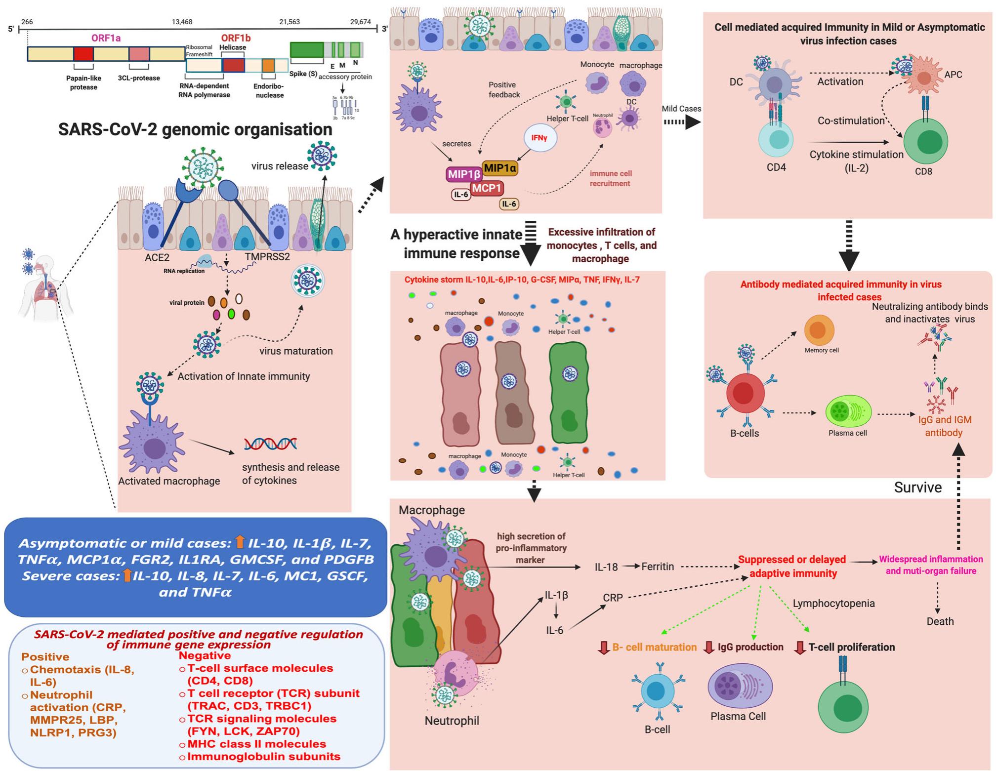 A schema presenting sars-cov-2 mediated immunopathogenesis