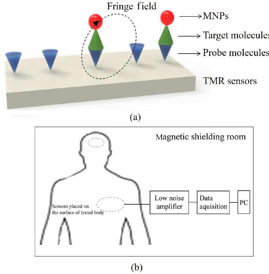 Schematics for biodetections using tmr sensors: (a)