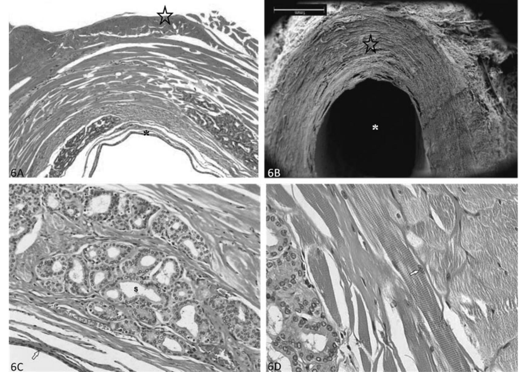 The morphology of urethra. (a) cross section photomicrograph
