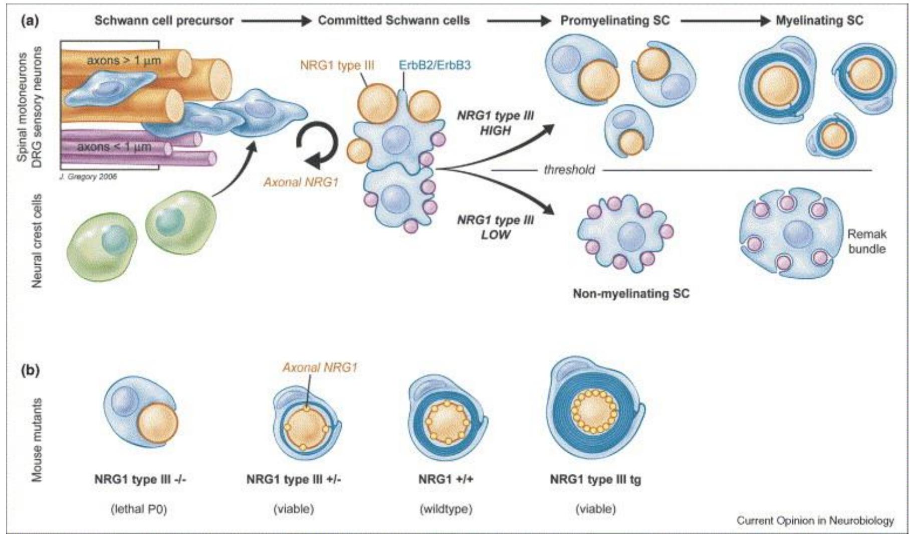 Axonal nrg1 controls various aspects of schwann cell