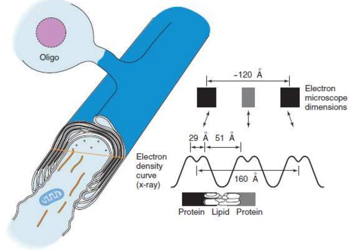 A diagram depicting some of the ultrastructural features of