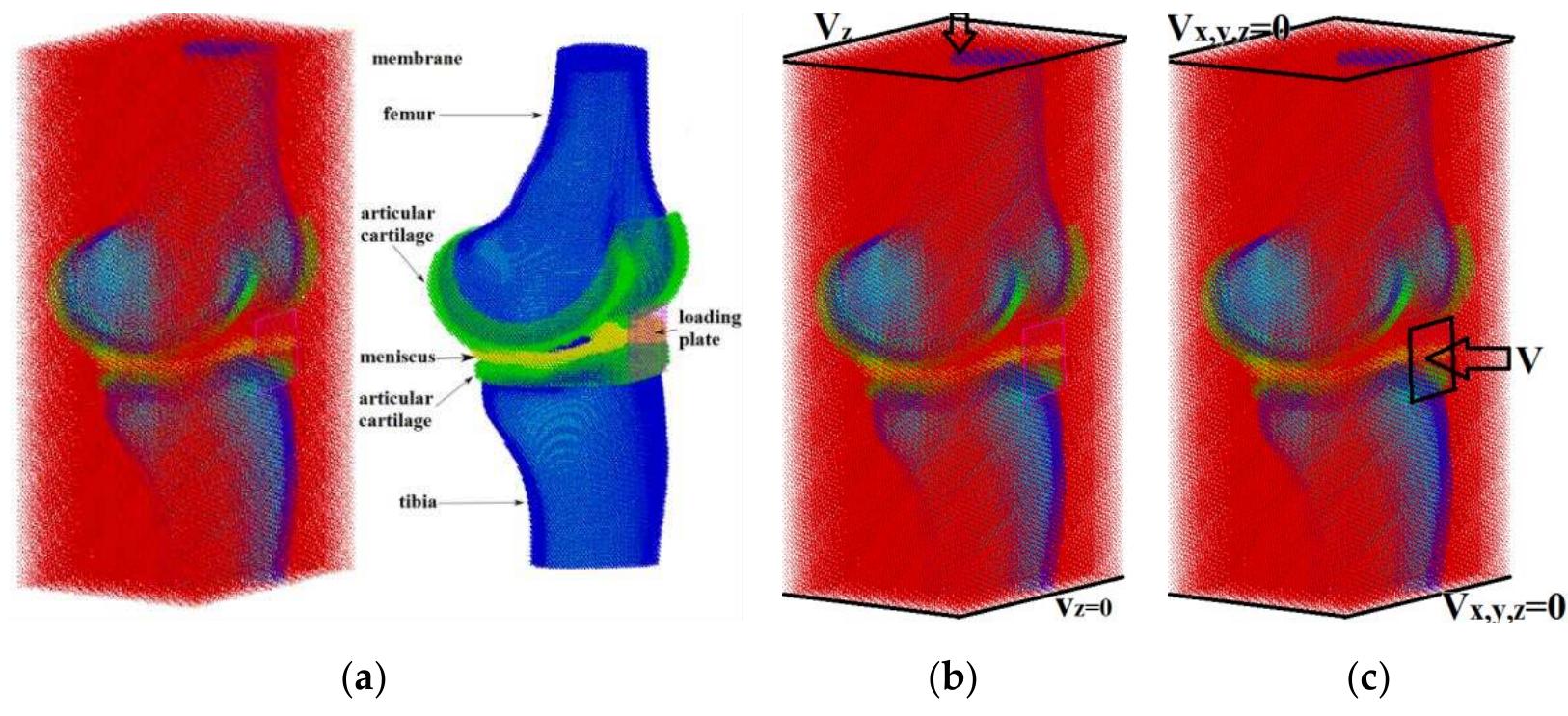 The model of the knee joint: (a) structure model of the knee