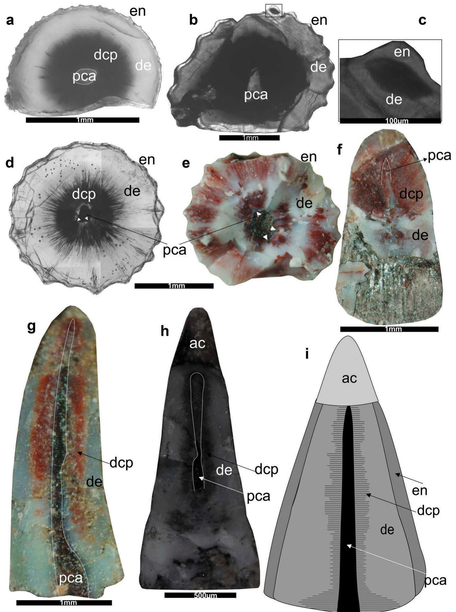 Cross-sections and internal vertical view of palaeoniscoid