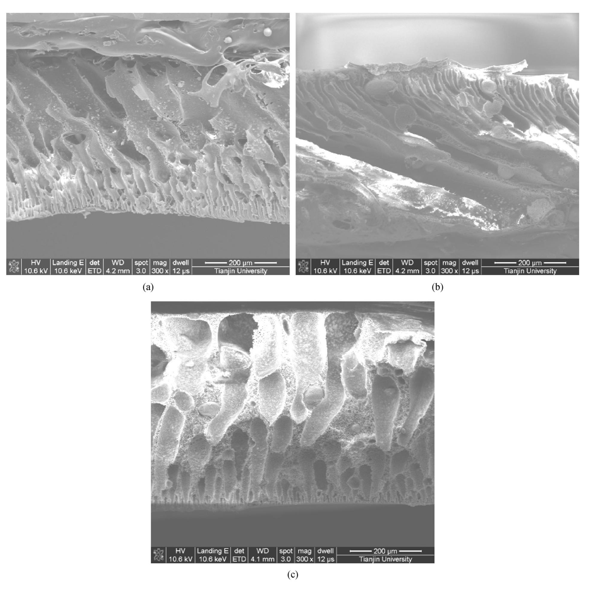 Sem cross-section images of composite separator with