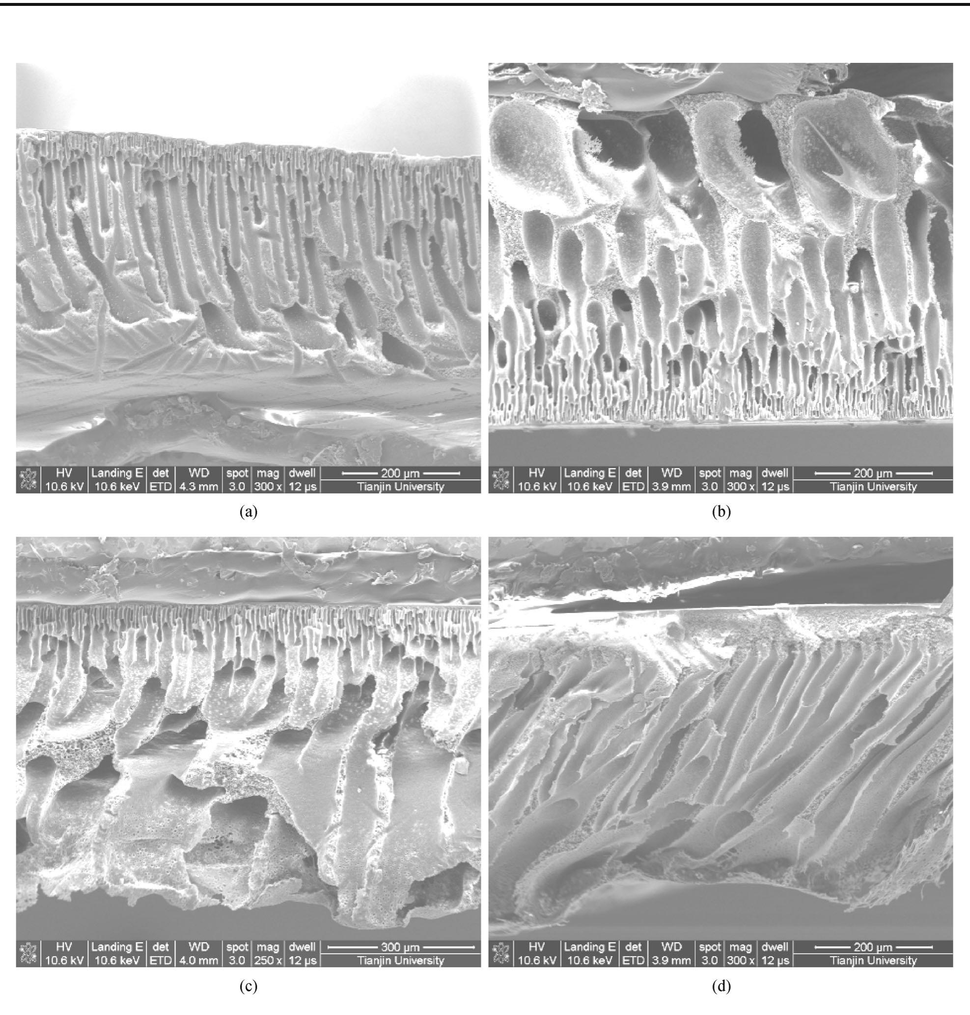 Sem cross-section images of membrane with different pvp