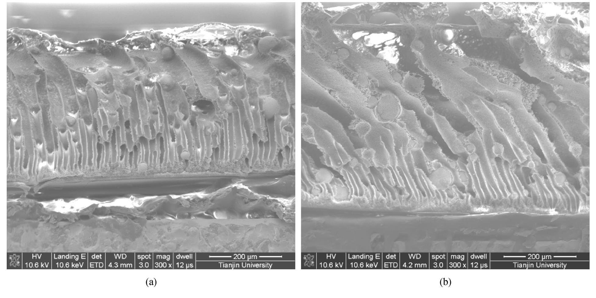 Sem cross-section images of separators with different zro.