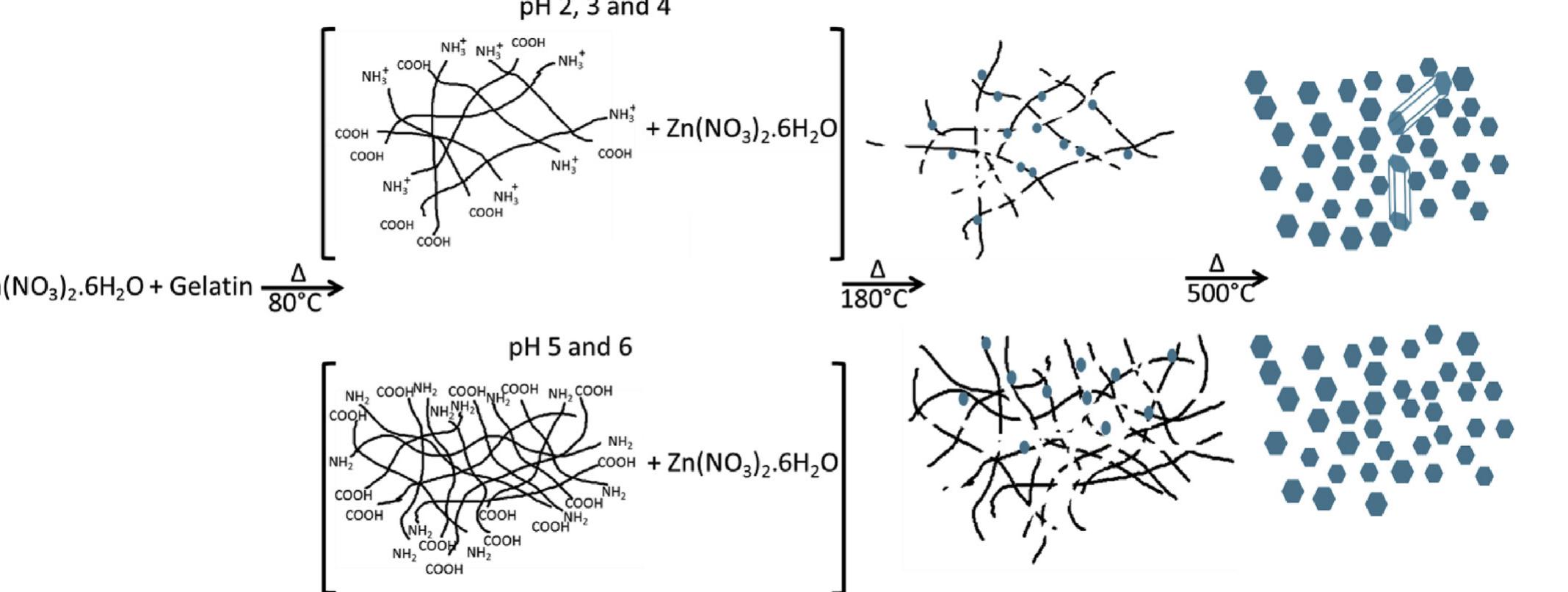 Illustration of the formation mechanism of zno at ph (2, 3,