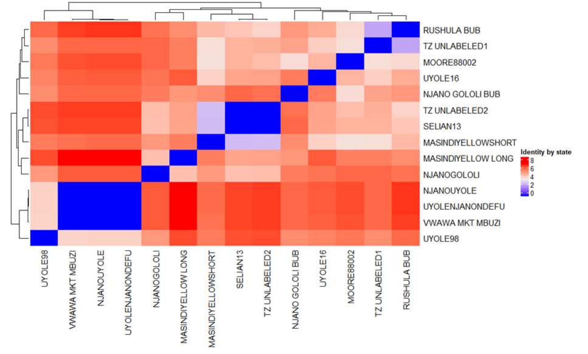 Similarity matrix derived heatmap of fifteen yellow bean
