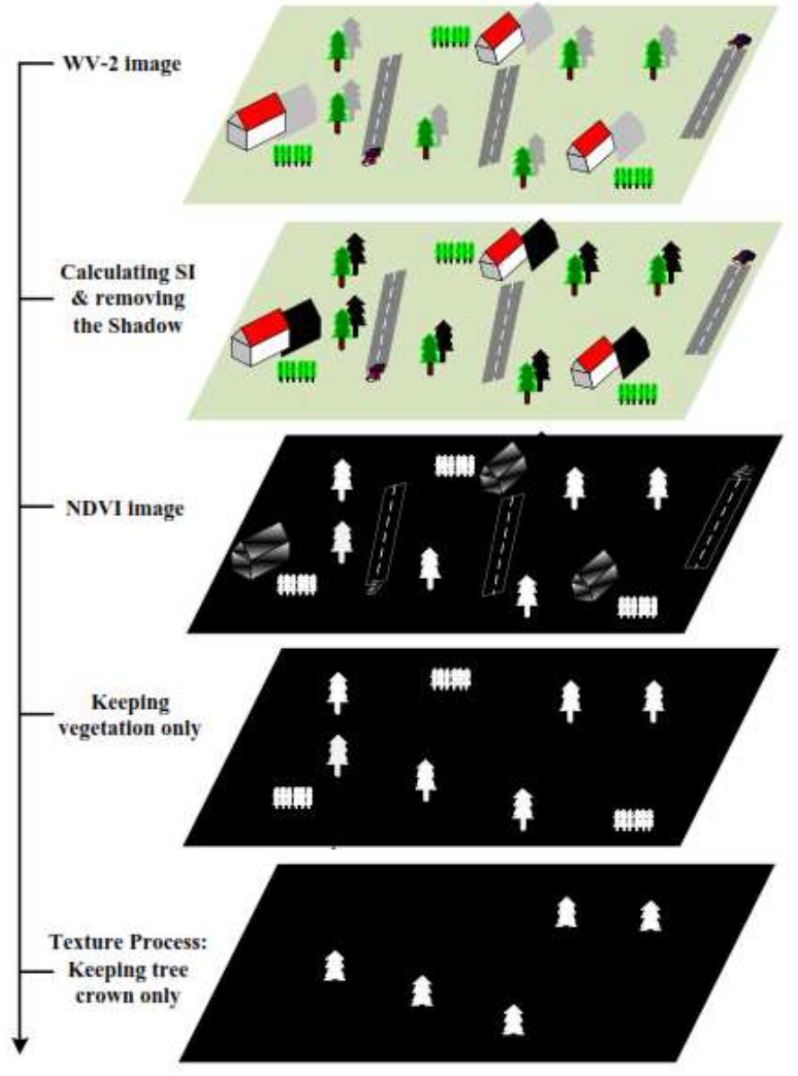 Schematic representation of a tree crown identification in
