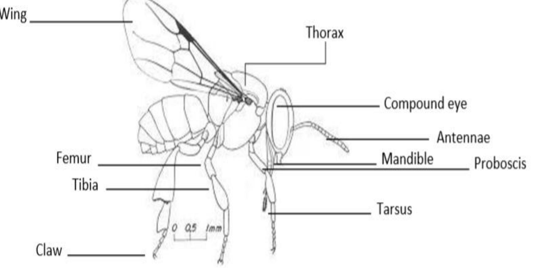 Schematic dof stingless bees showing principal body parts