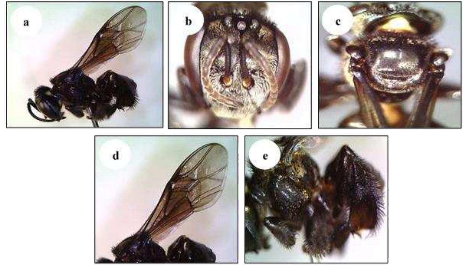 Heterotrigona itama (cockerell 1918); a. habitus, lateral