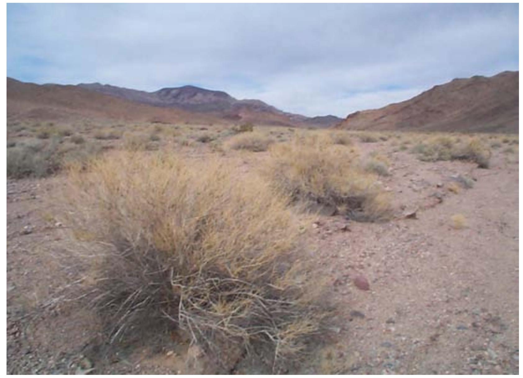 Figure 23 - Mojave Desert ecosystem program: Central Mojave