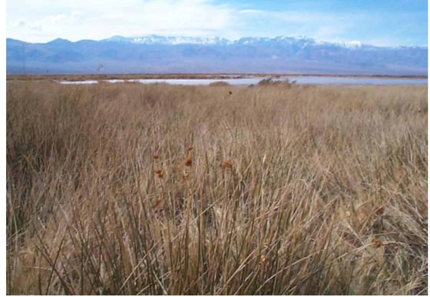 Figure 24 - Mojave Desert ecosystem program: Central Mojave