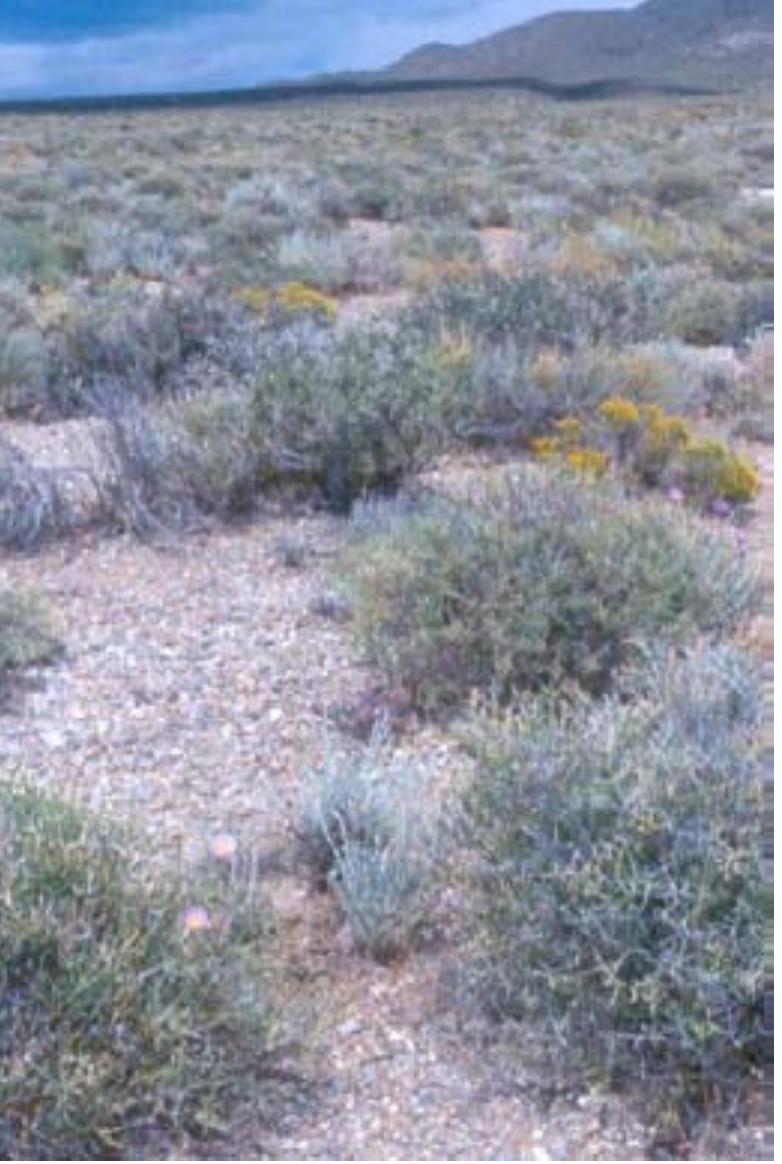 Figure 31 - Mojave Desert ecosystem program: Central Mojave