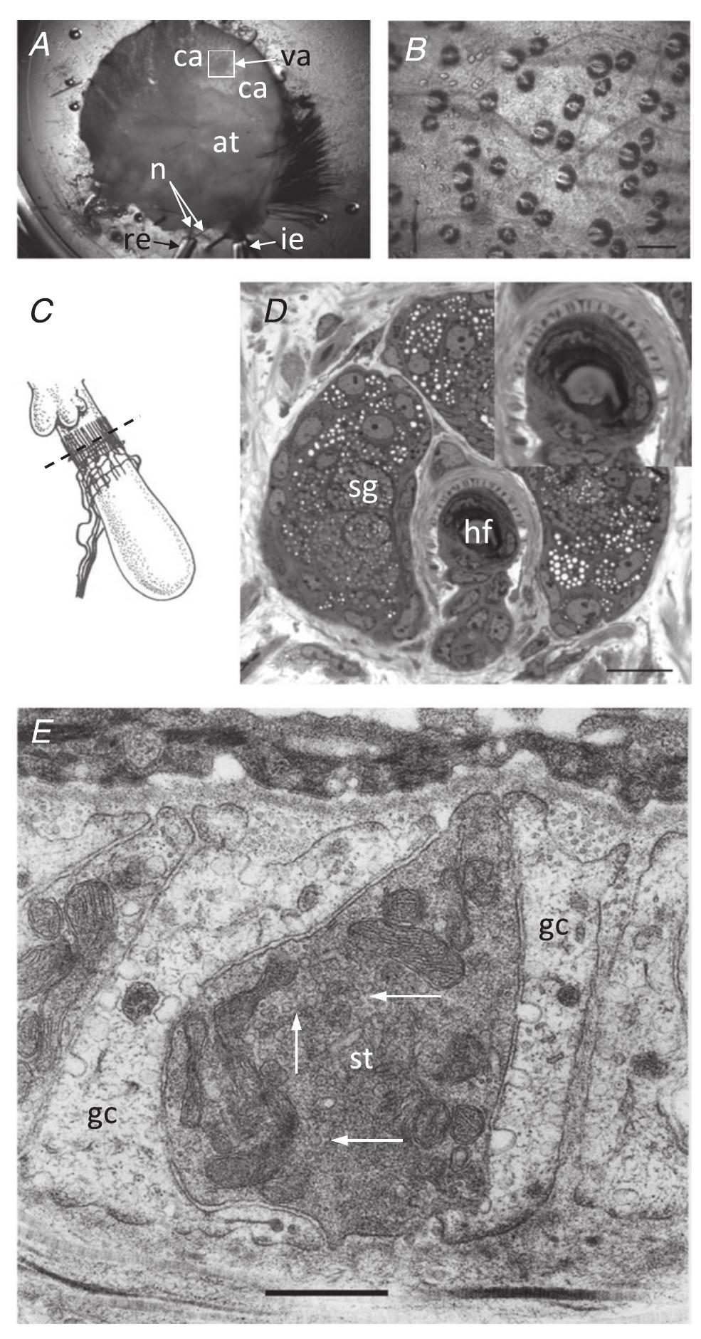 Hair follicles of the anterior skin of the mouse pinna a,