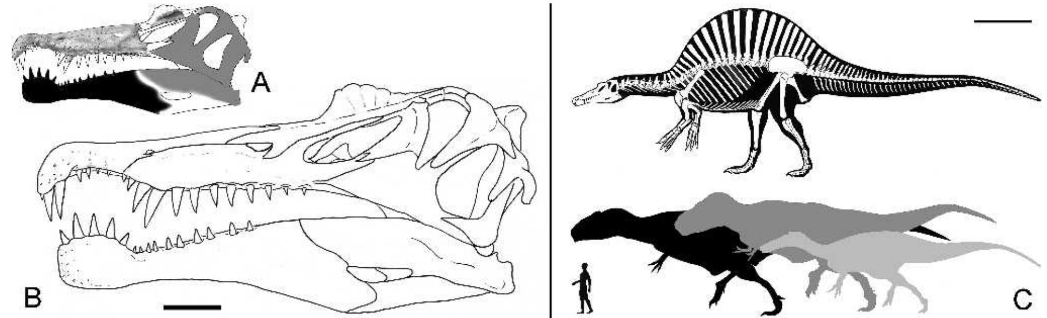 (PDF) New information on the skull of the enigmatic theropod ...