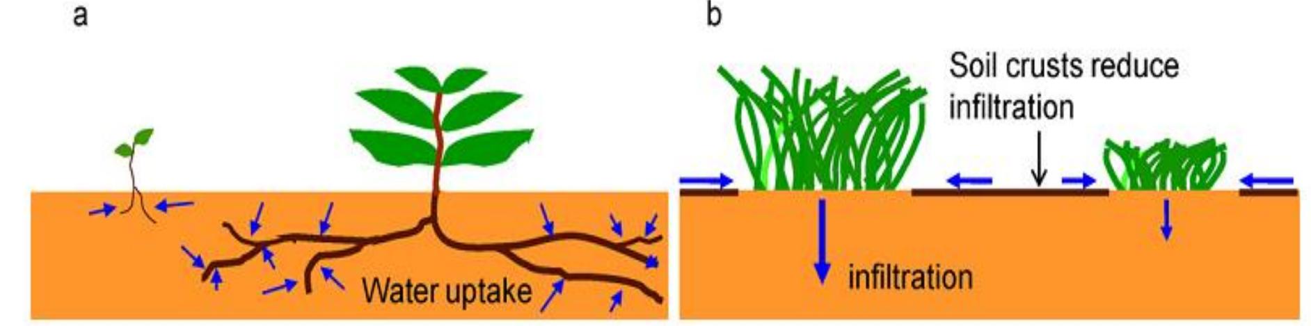 Schematic illustrations of the root-augmentation feedback