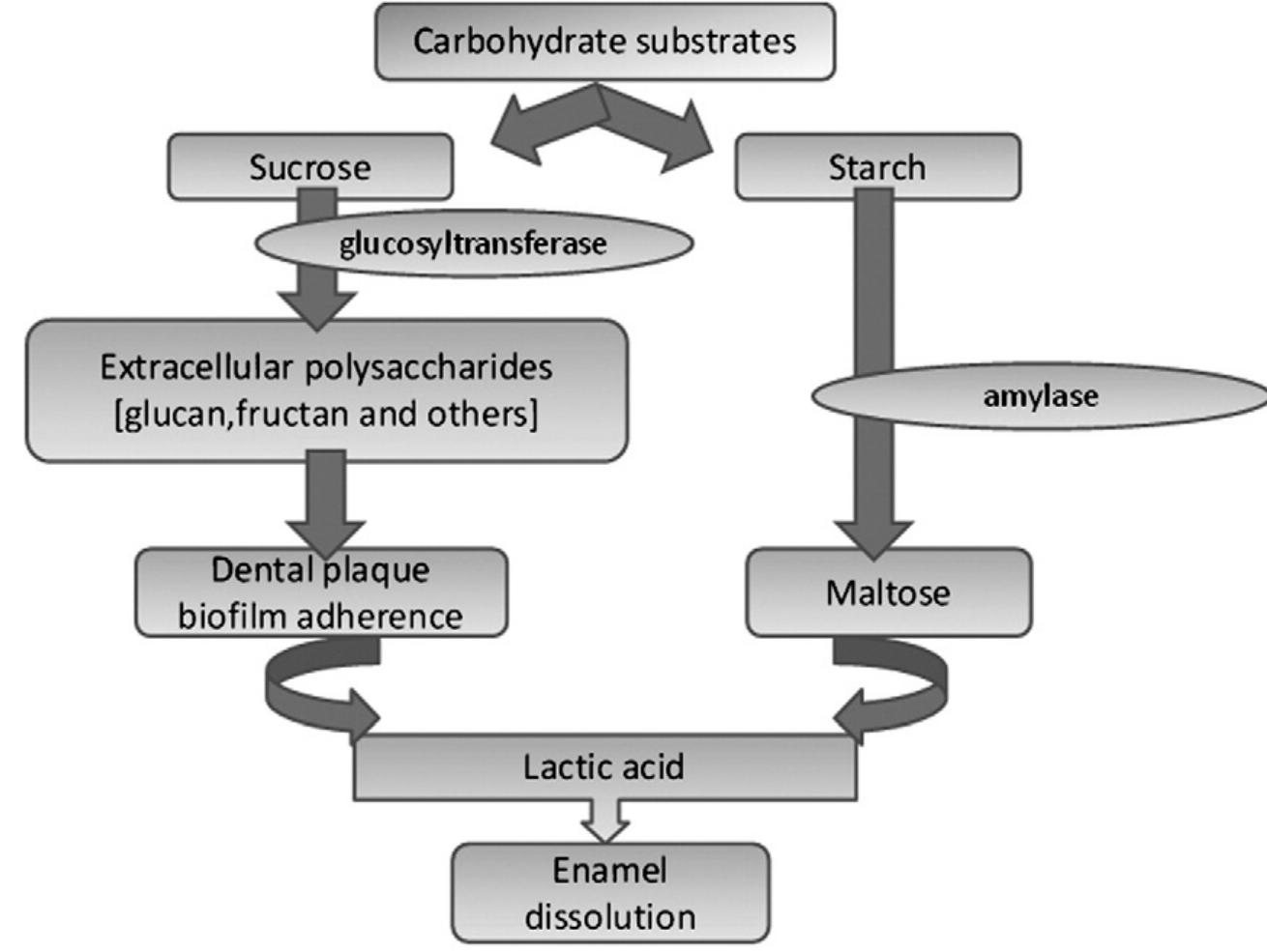 Pathogenesis of dental caries.