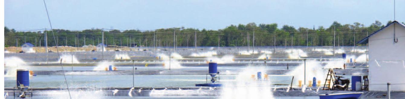 The hatchery at the integrated shrimp aquaculture park