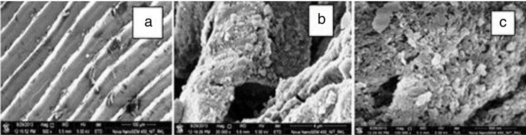 Sem photographs of (a) fish scales, (b) chitin, and (c)
