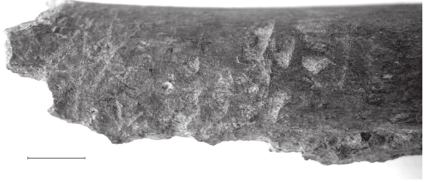 Carnivore tooth marks in an element from tell majnuna, em