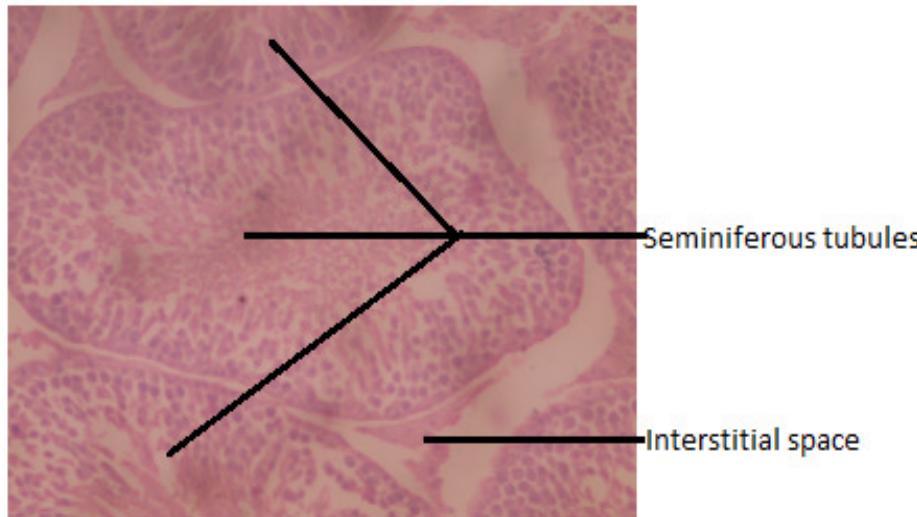 Photomicrograph of transverse section of typical testicular
