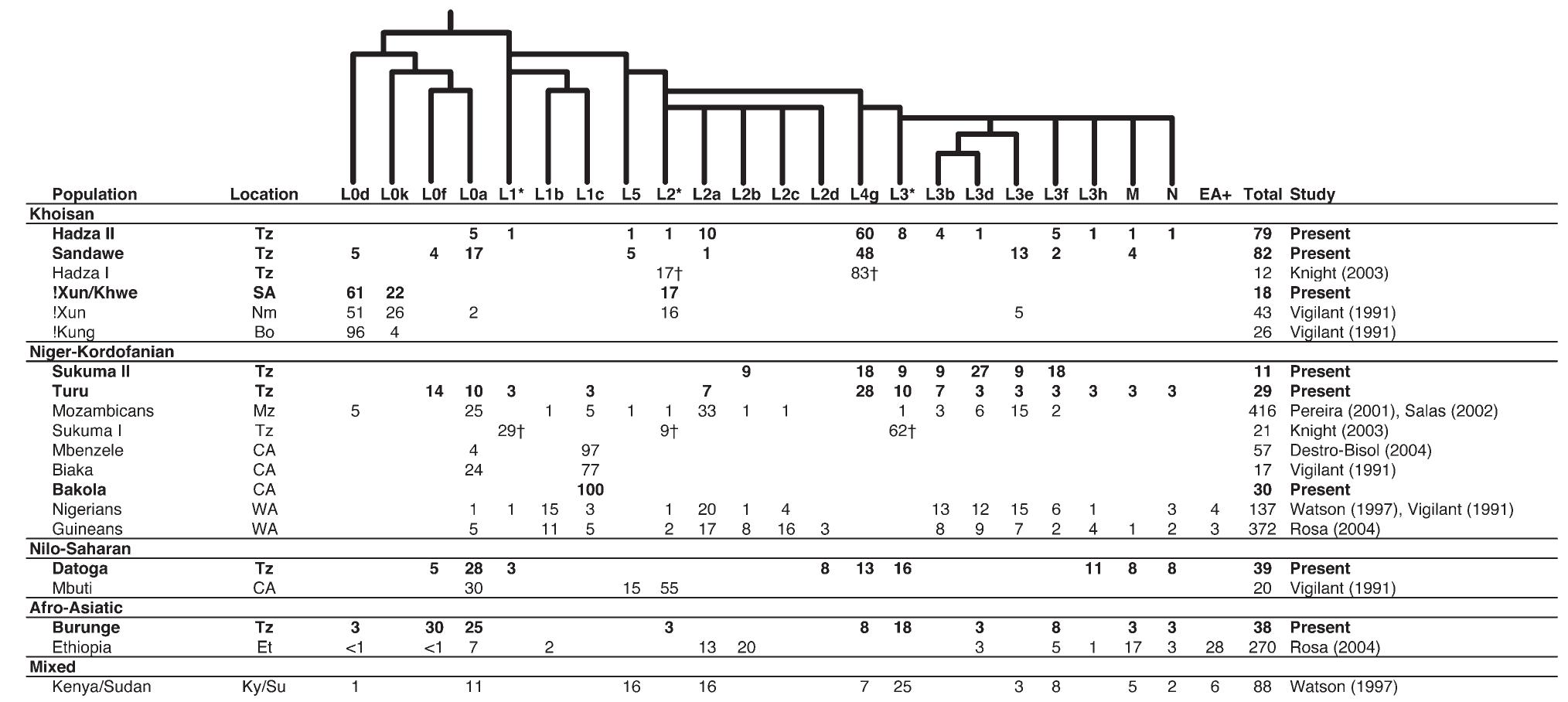 Fic. 3.—schematogram of phylogency of major mtdna haplotype