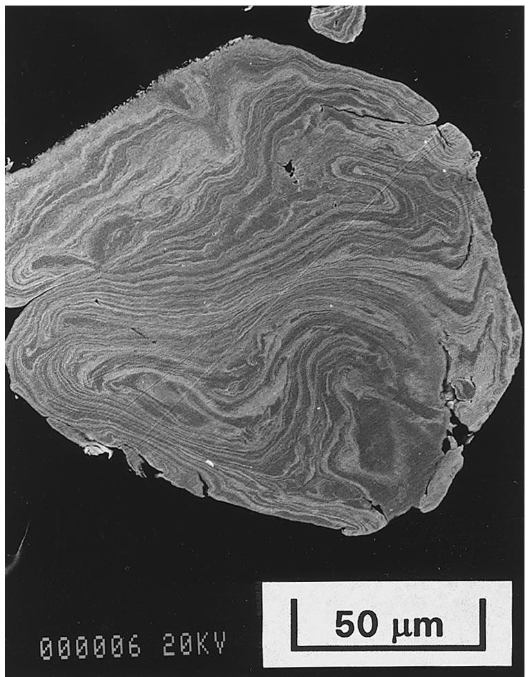 Scanning electron micrograph depicting the convoluted