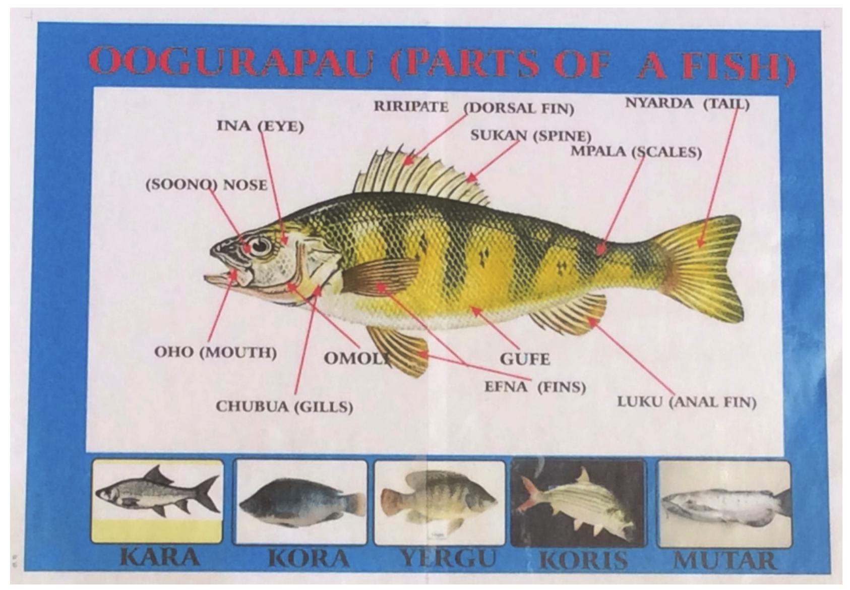 Picture 4. thematic chart: the parts of a fish ’ basili