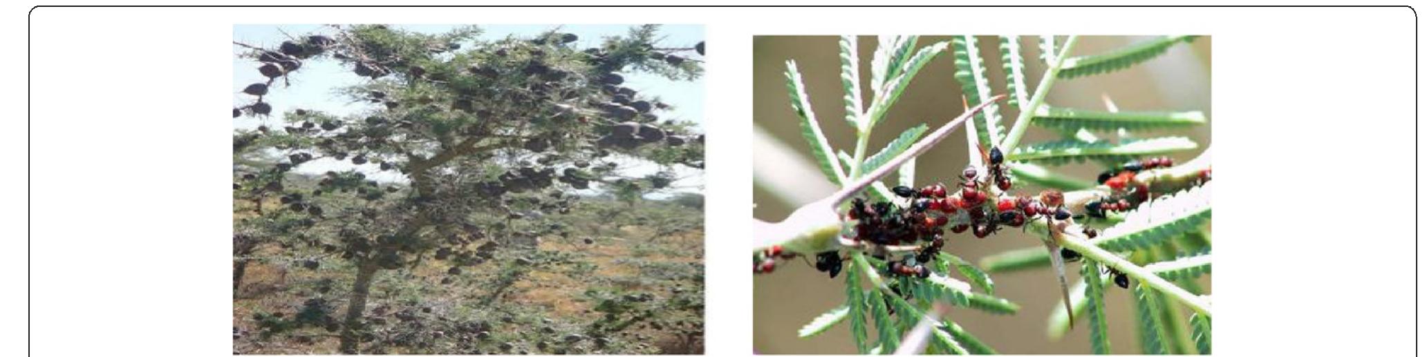 Acacia mellifera with no grass under its bunch-type canopy