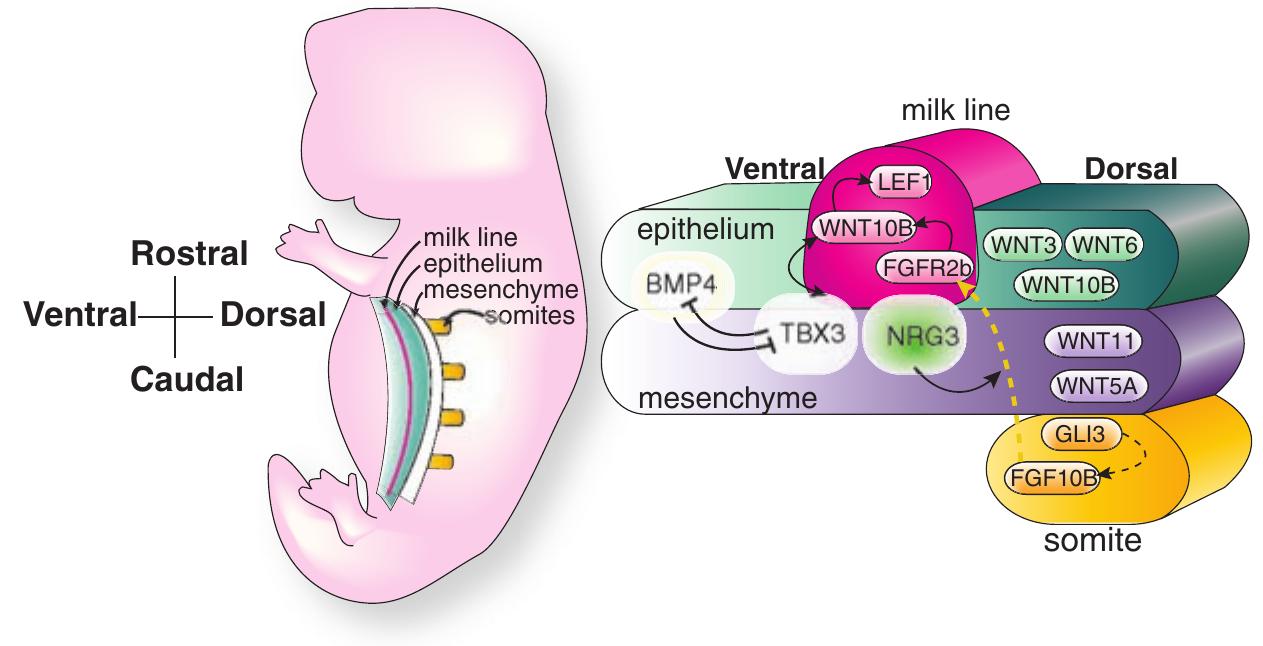 | illustration depicting the generation of the mammary milk