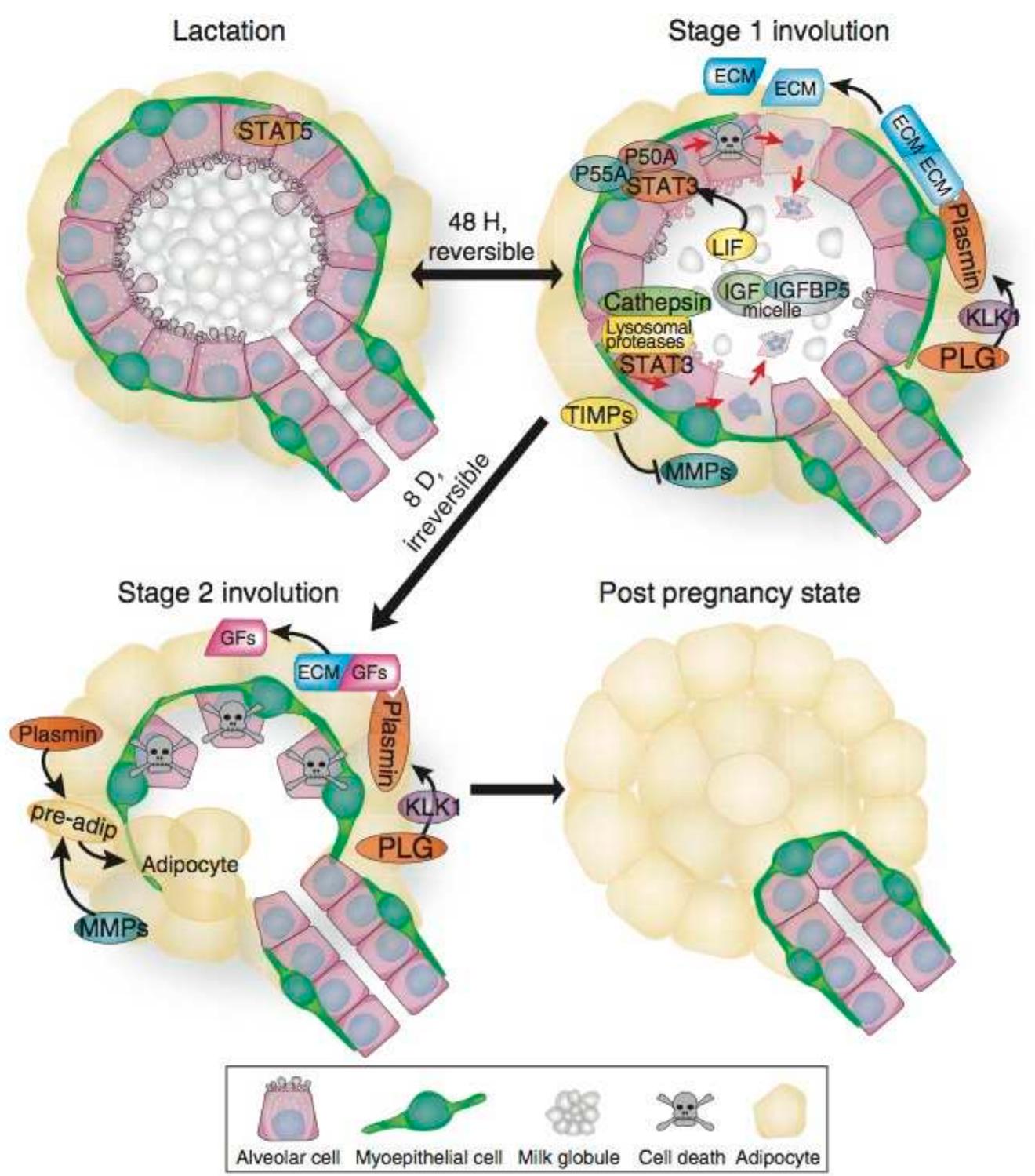| illustration depicting the two stages of mammary gland