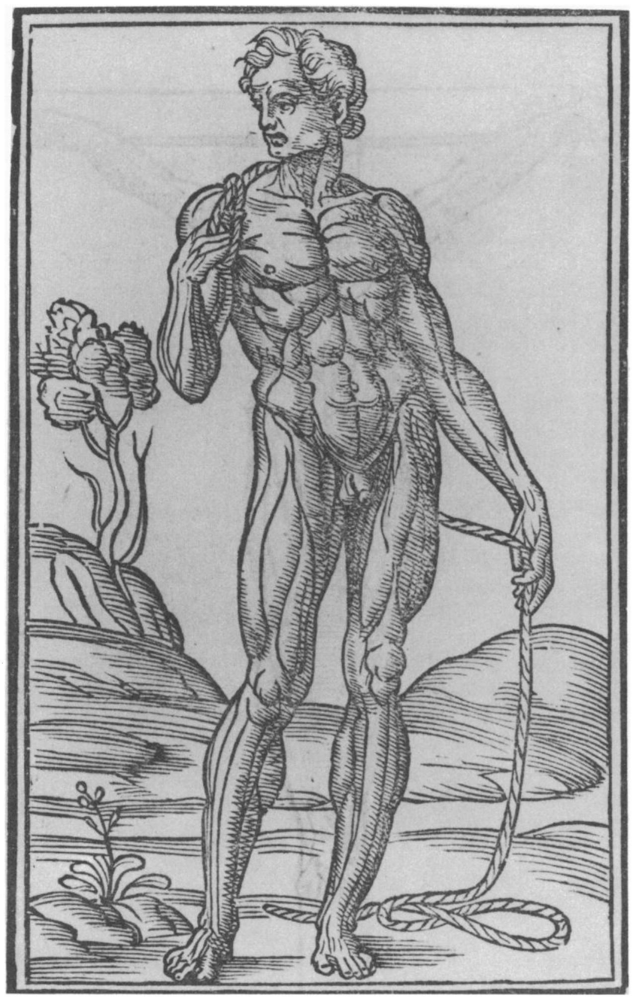 Fic. 1. ecorché showing the exterior muscles of the front.