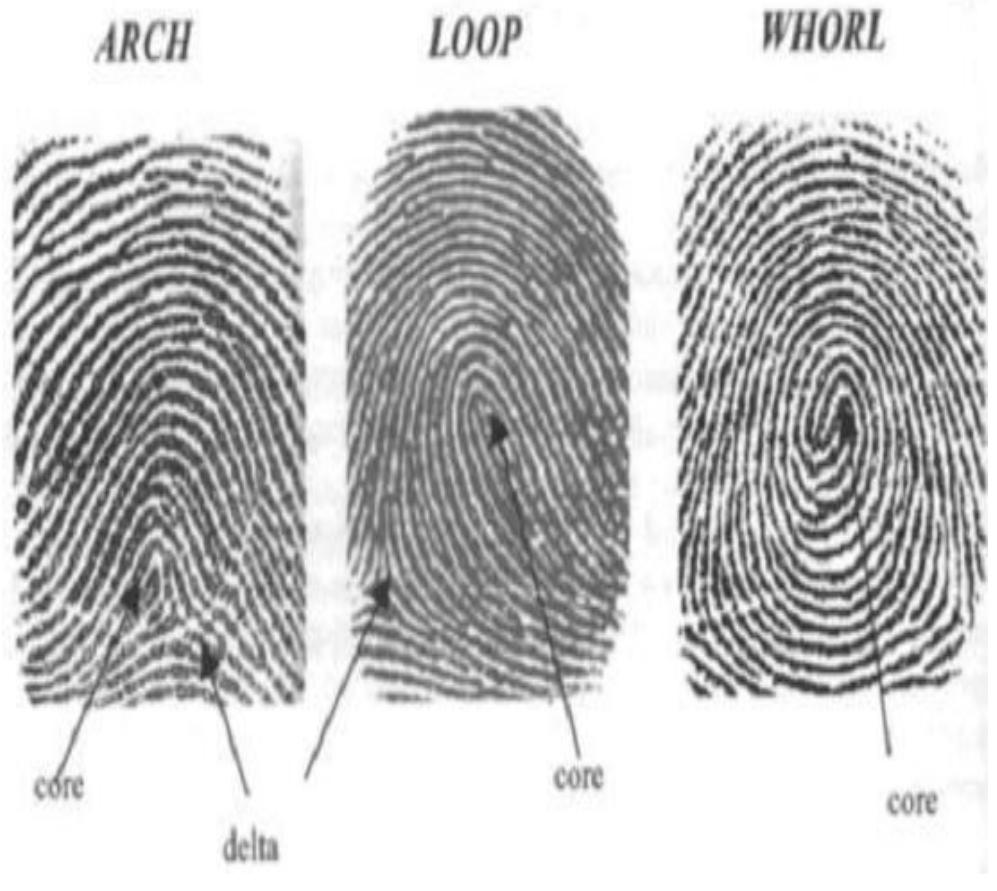 Fingerprint Classification Is A Technique To Assign A