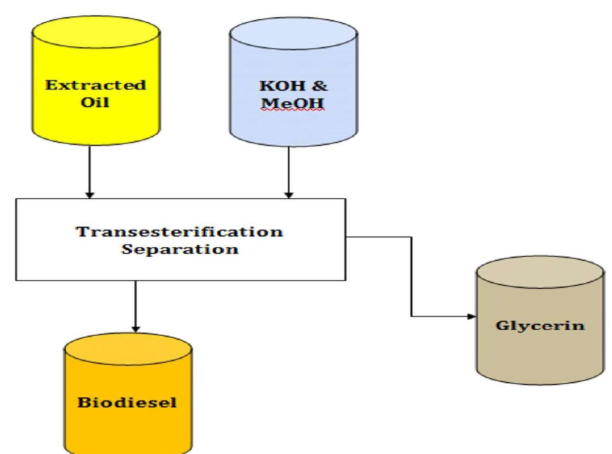 Schematic flow of trans esterification process of s.