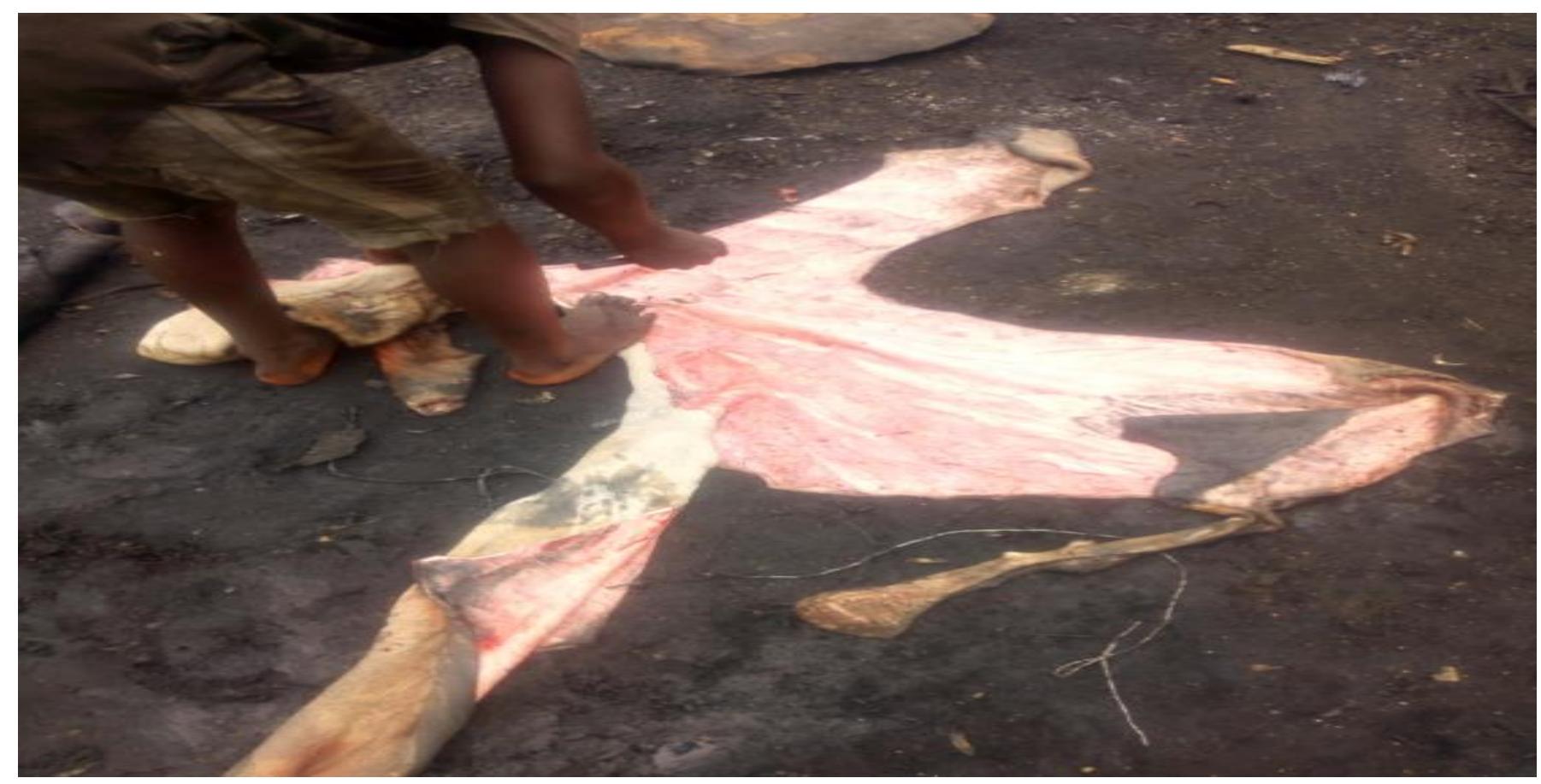 Animal skinning https://dx.doi.org/10.22161/ijaers.612.19