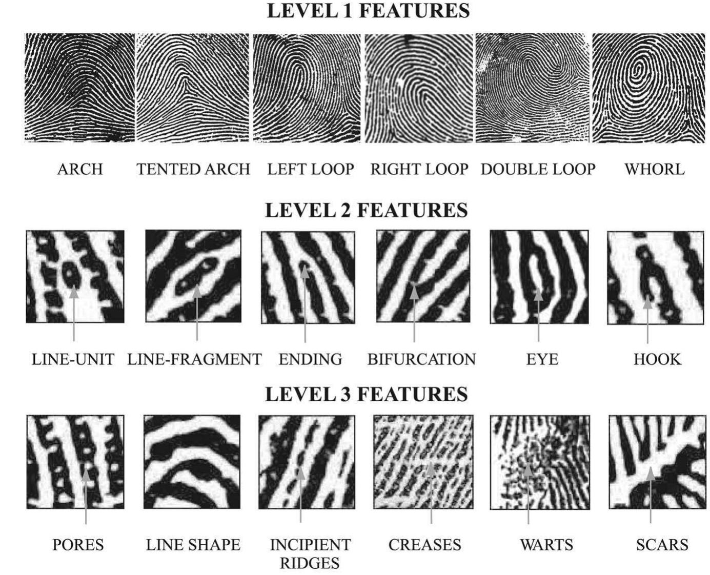 Fingerprint features at level 1 (upper row), level 2 (middle