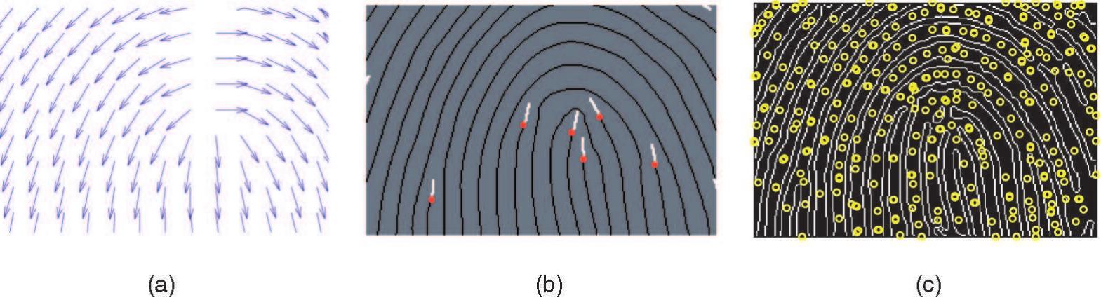 Different levels of fingerprint features detected in fig.