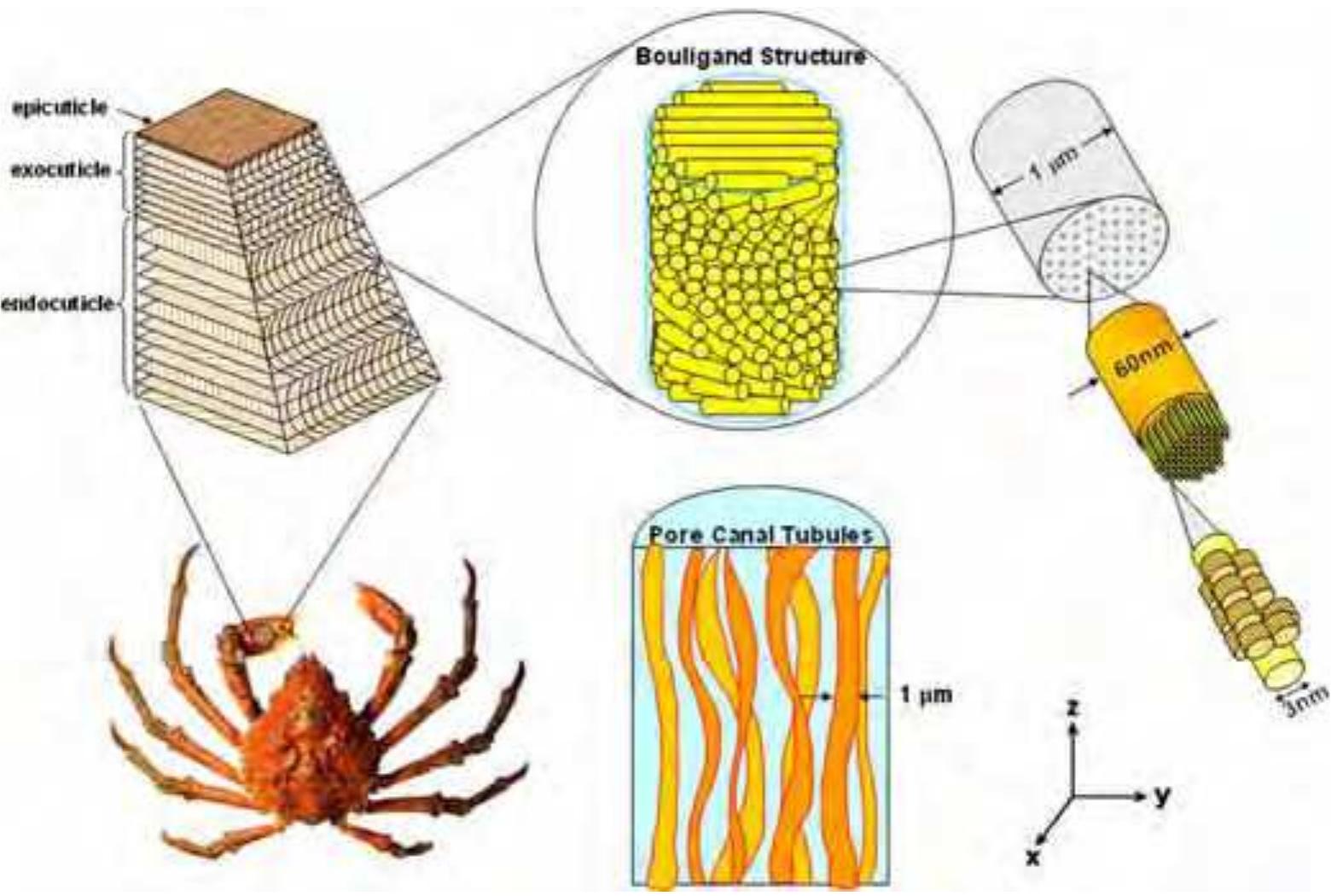 Hierarchy of crab exoskeleton. that, on their turn, curl