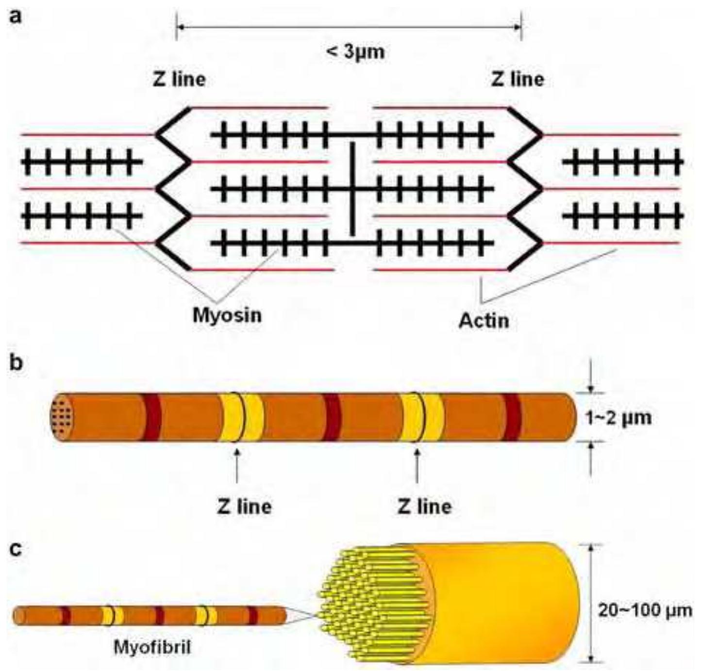 ‘ig. 25. structure of muscle, from the (a) sarcomere units,