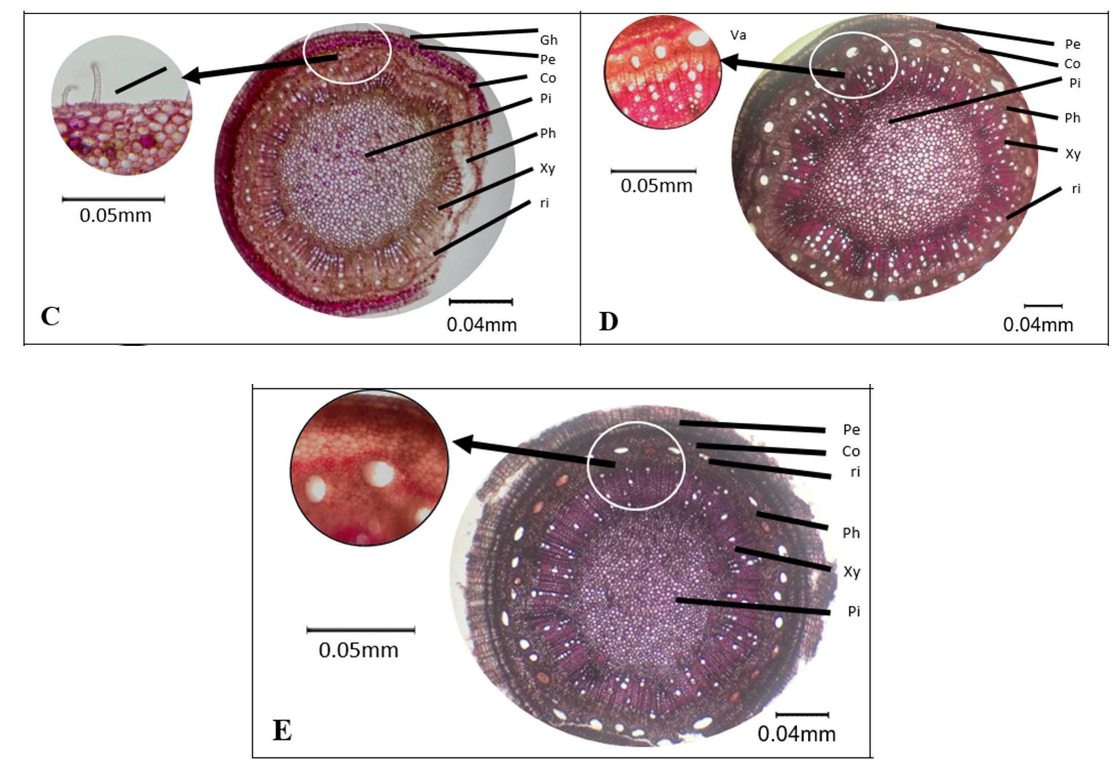 Transverse sections in stems of: (a) c. erythraea, (b) c.