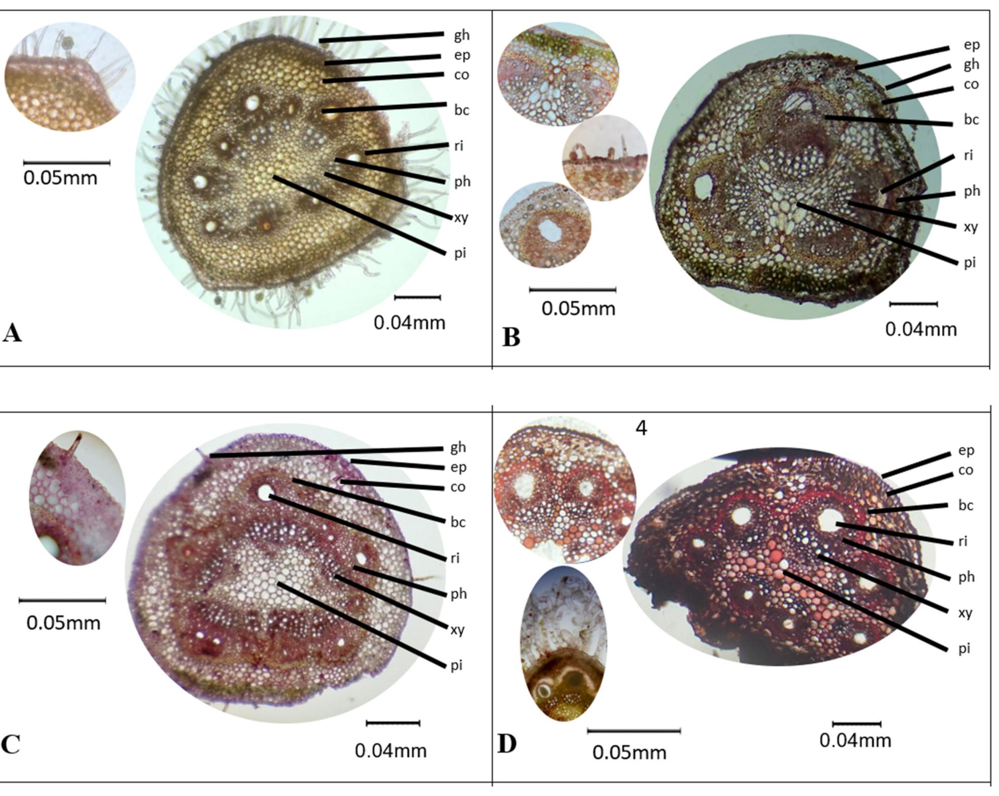 The anatomical structure of the petiole had shown a large
