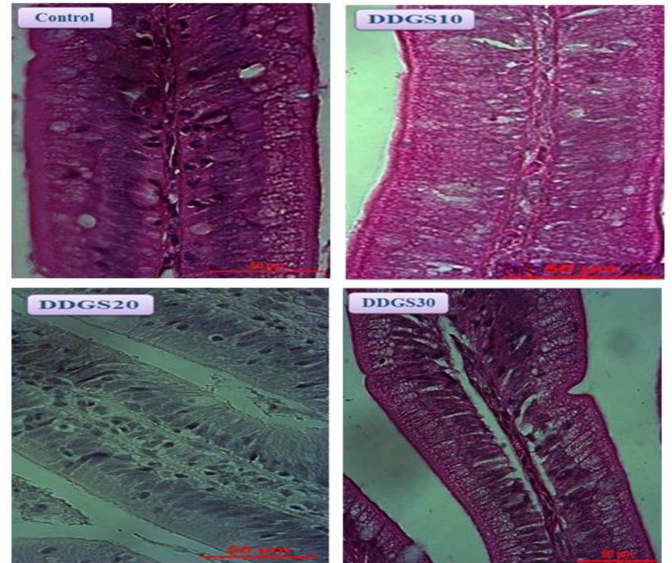 Igure 4: histological sections of mucosal folds of the