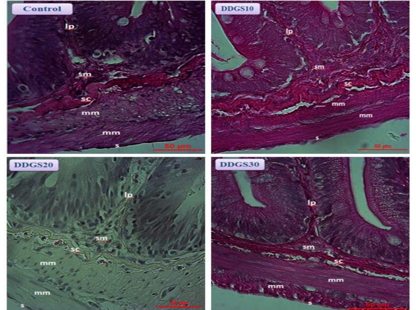 ‘igure 5: histological sections of the distal intestine wall