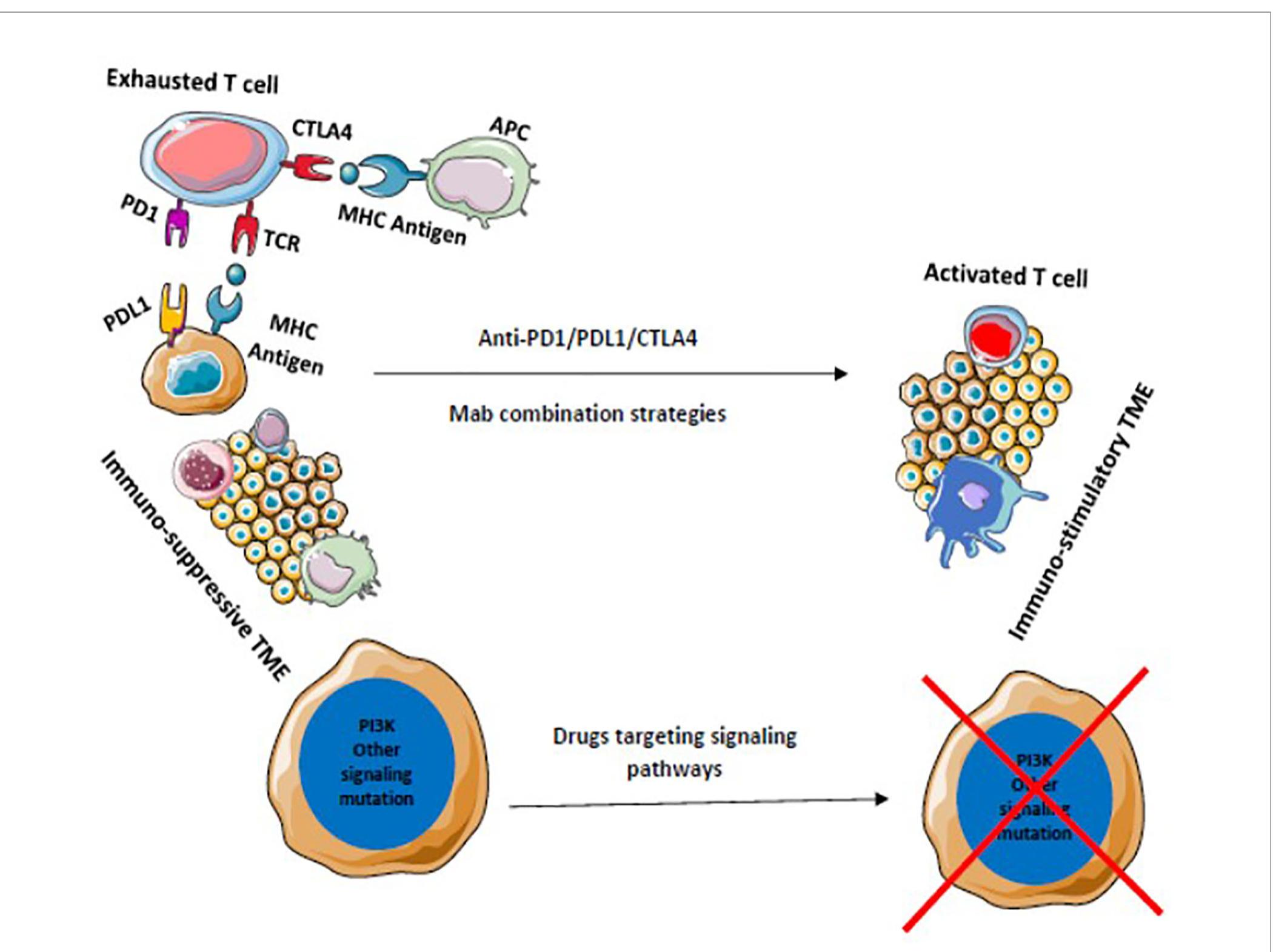 | drugs that target multiple signaling pathways kill tumor
