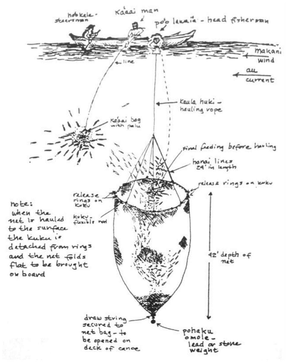(PDF) Cultural attachment and restoring kindred connections to uhiūhi ...