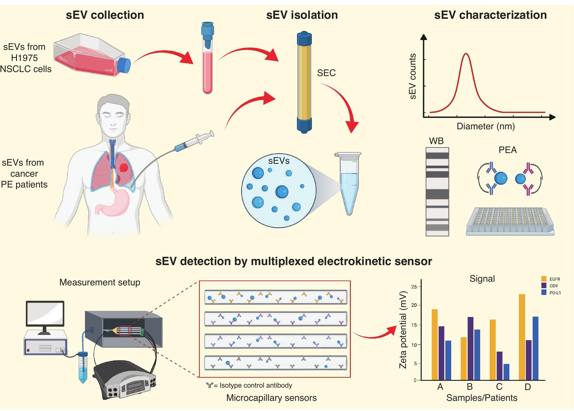 Evs from either cell culture figure 1. schematic of the
