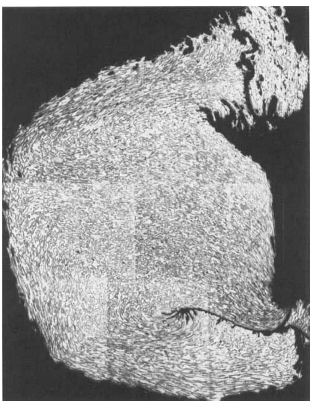 Photomicrograph of the cross section shown in figure 5. the